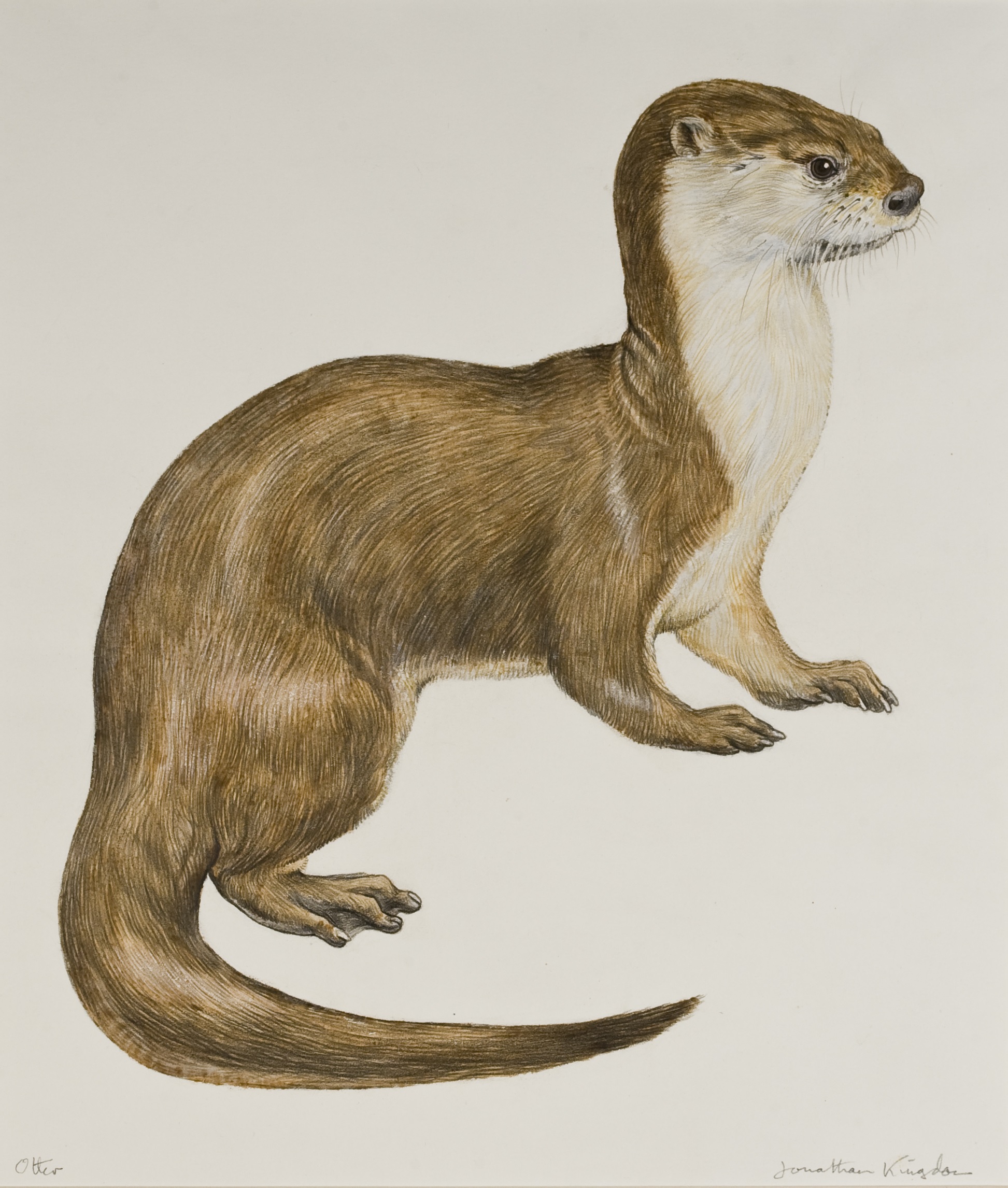 Common Otter | Society for the Protection of Nature in Lebanon
