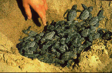 Sea Turtles | Society for the Protection of Nature in Lebanon