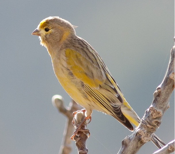 Syrian Serin Bird | Society for the Protection of Nature in Lebanon