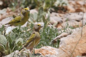 Syrian Serin Bird | Society for the Protection of Nature in Lebanon