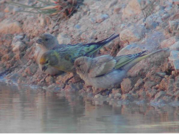 Syrian Serin Bird | Society for the Protection of Nature in Lebanon