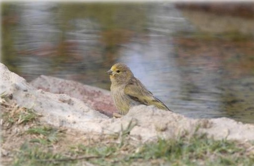 Syrian Serin Bird | Society for the Protection of Nature in Lebanon