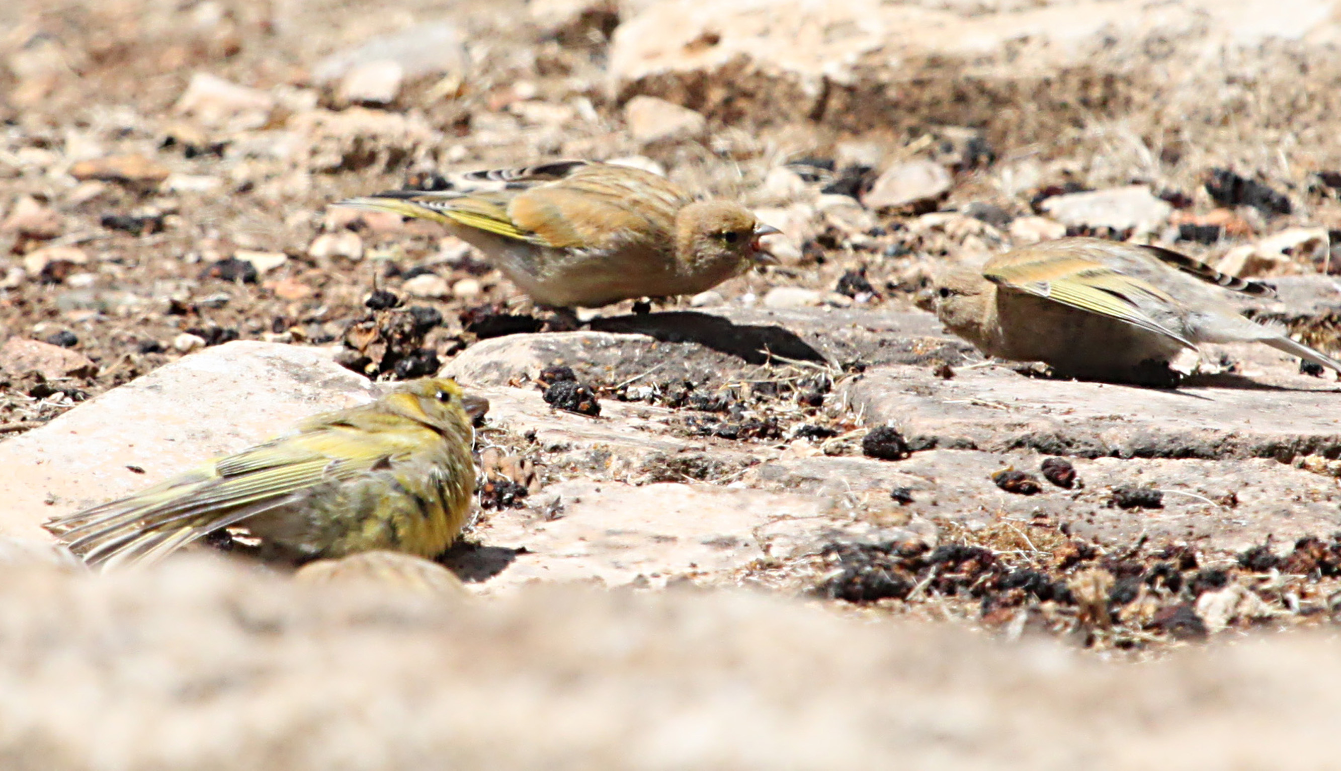 Syrian Serin Birds Spotted at Hima Anjar/ Kfar Zabad by Dr. Ghassan ...