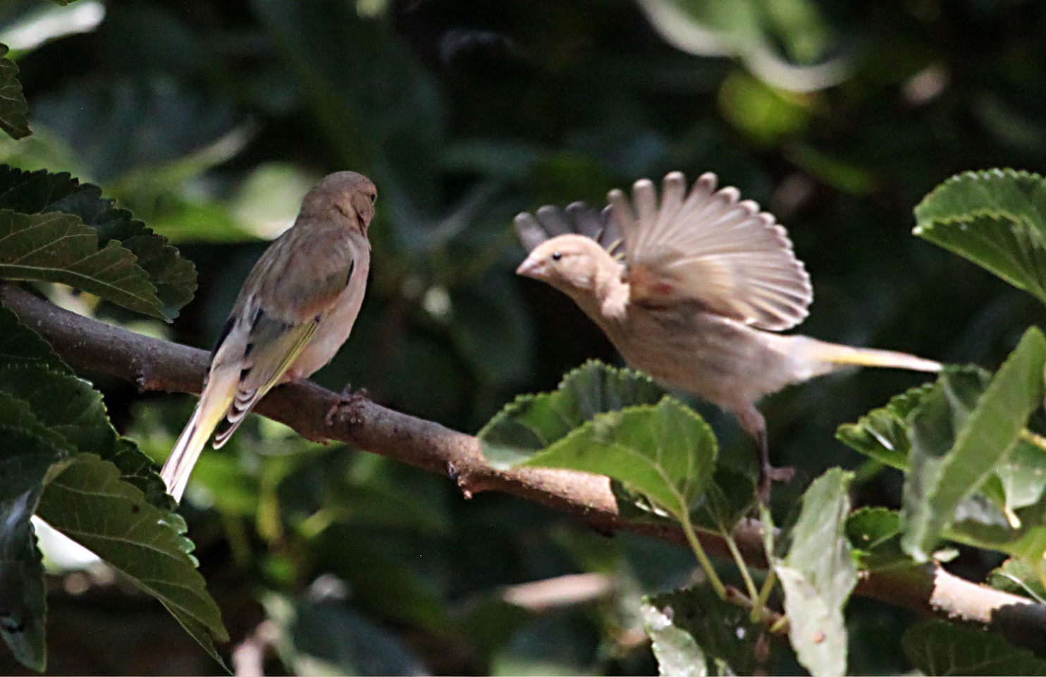 Syrian Serin Birds Spotted at Hima Anjar/ Kfar Zabad by Dr. Ghassan ...