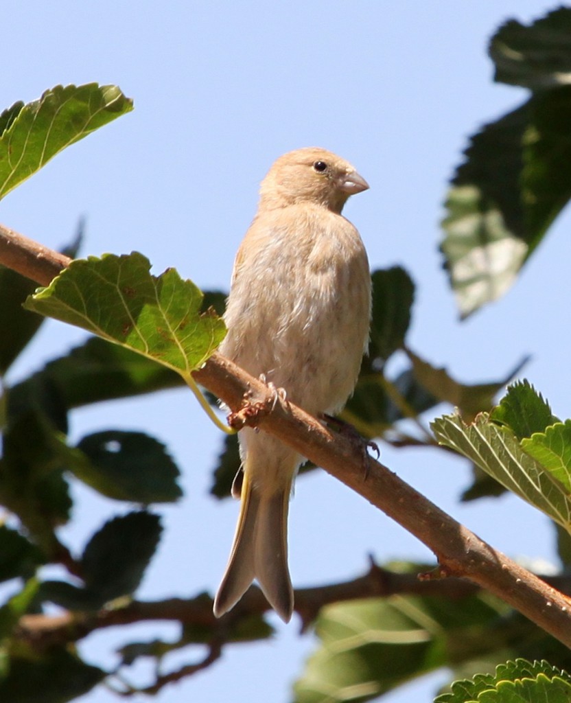 Syrian Serin Birds Spotted at Hima Anjar/ Kfar Zabad by Dr. Ghassan ...
