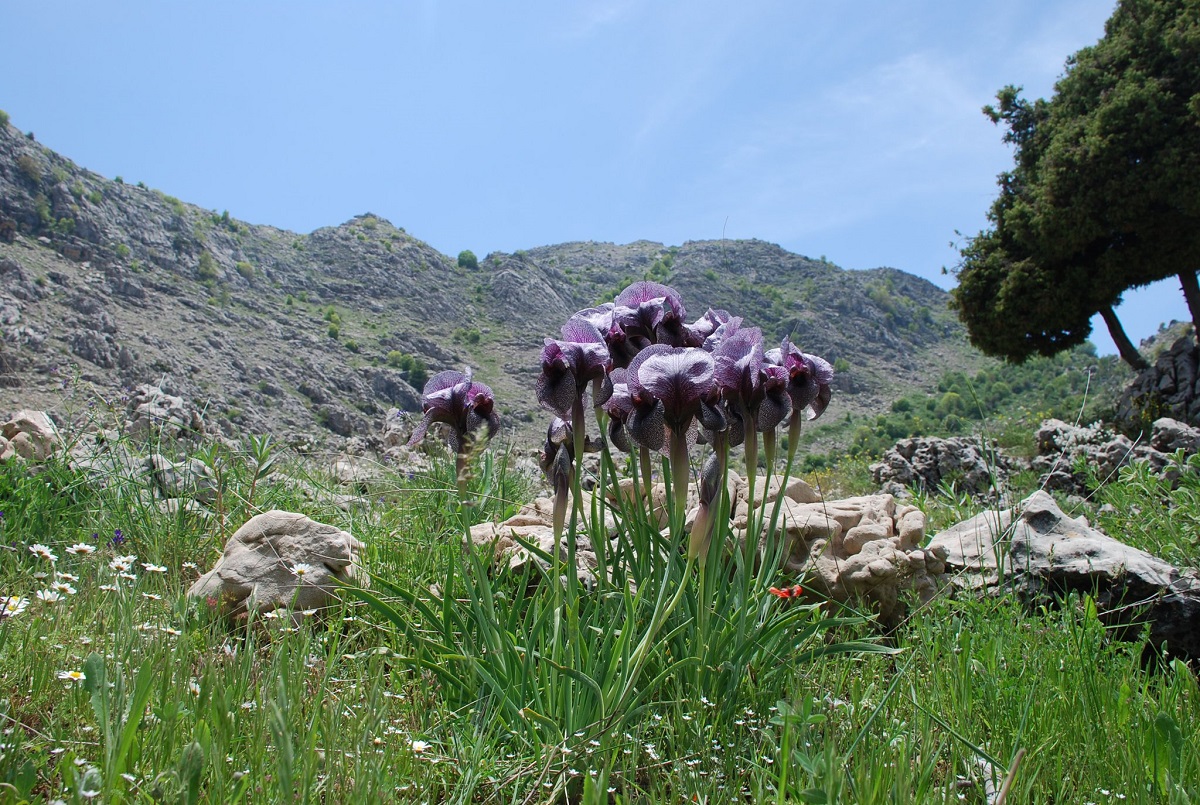 Iris Sofarana: A Species Endemic to Lebanon Only! | Society for the ...