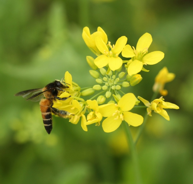 Give bees a chance | Society for the Protection of Nature in Lebanon