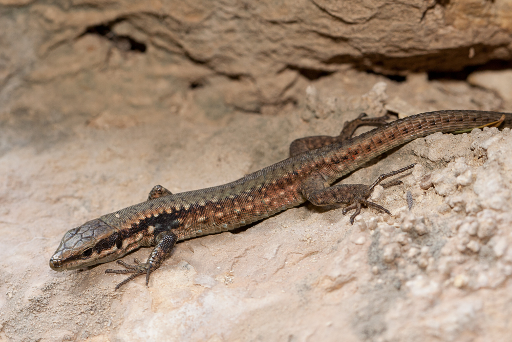 The herpetofauna of Lebanon new data on distribution | Society for the ...