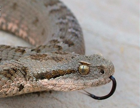 Endangered Species: Lebanon viper (Montivipera bornmuelleri) | Society ...