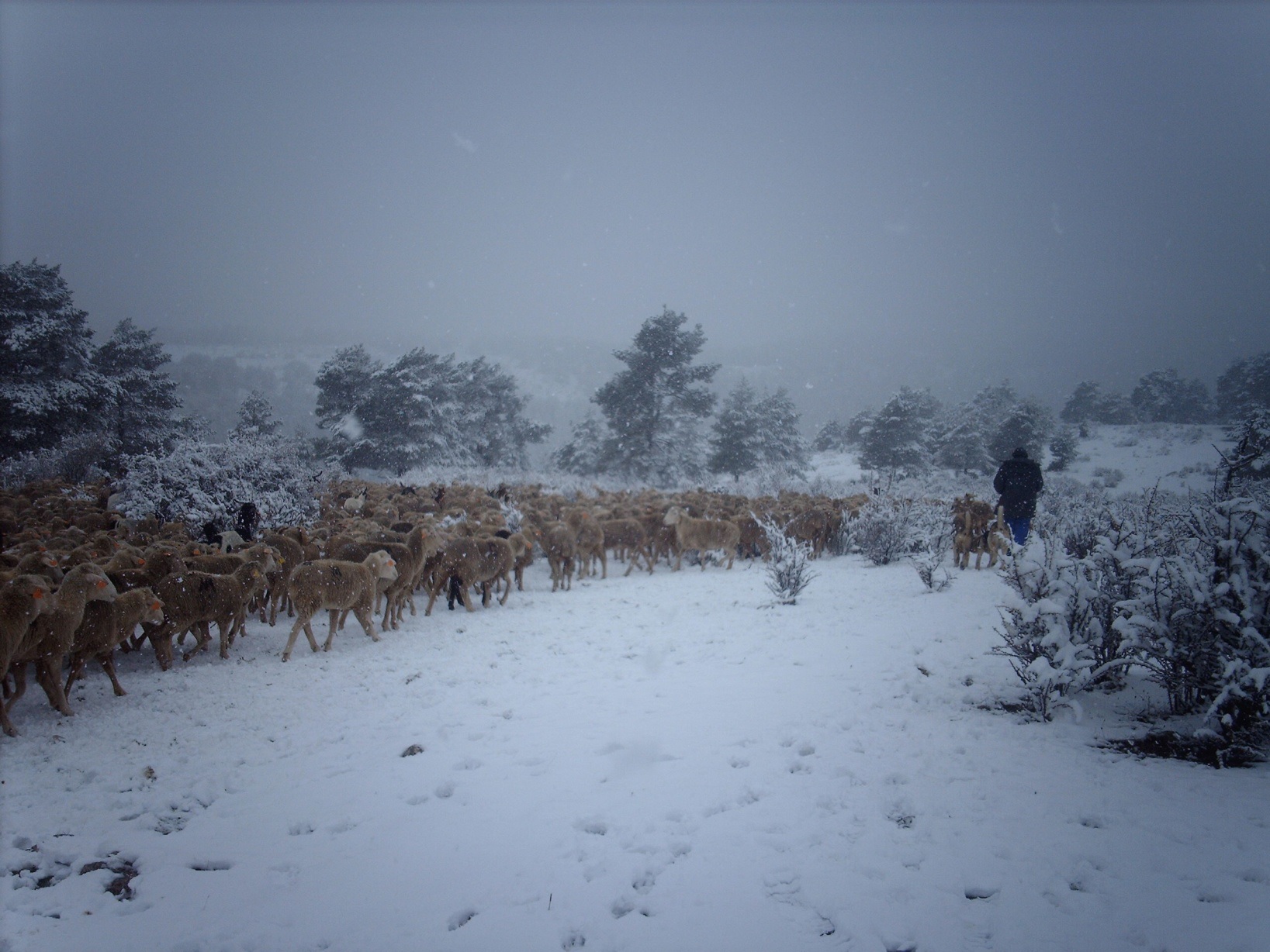 SPNL and TyN Bringing Back Transhumanze to Save Biodiversity | Society ...