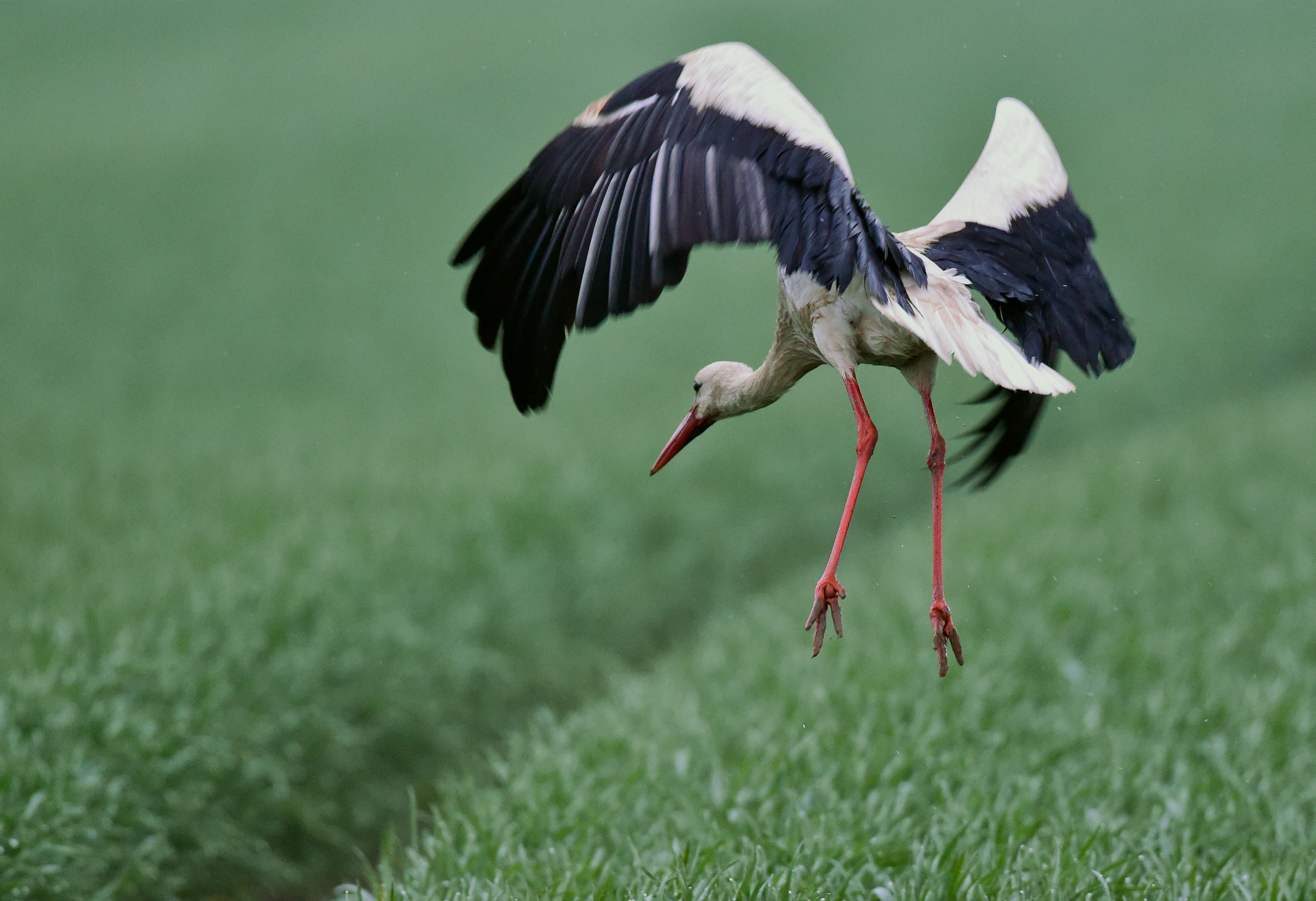 Revealing MAVA’s legacy through our perspective | Society for the ...