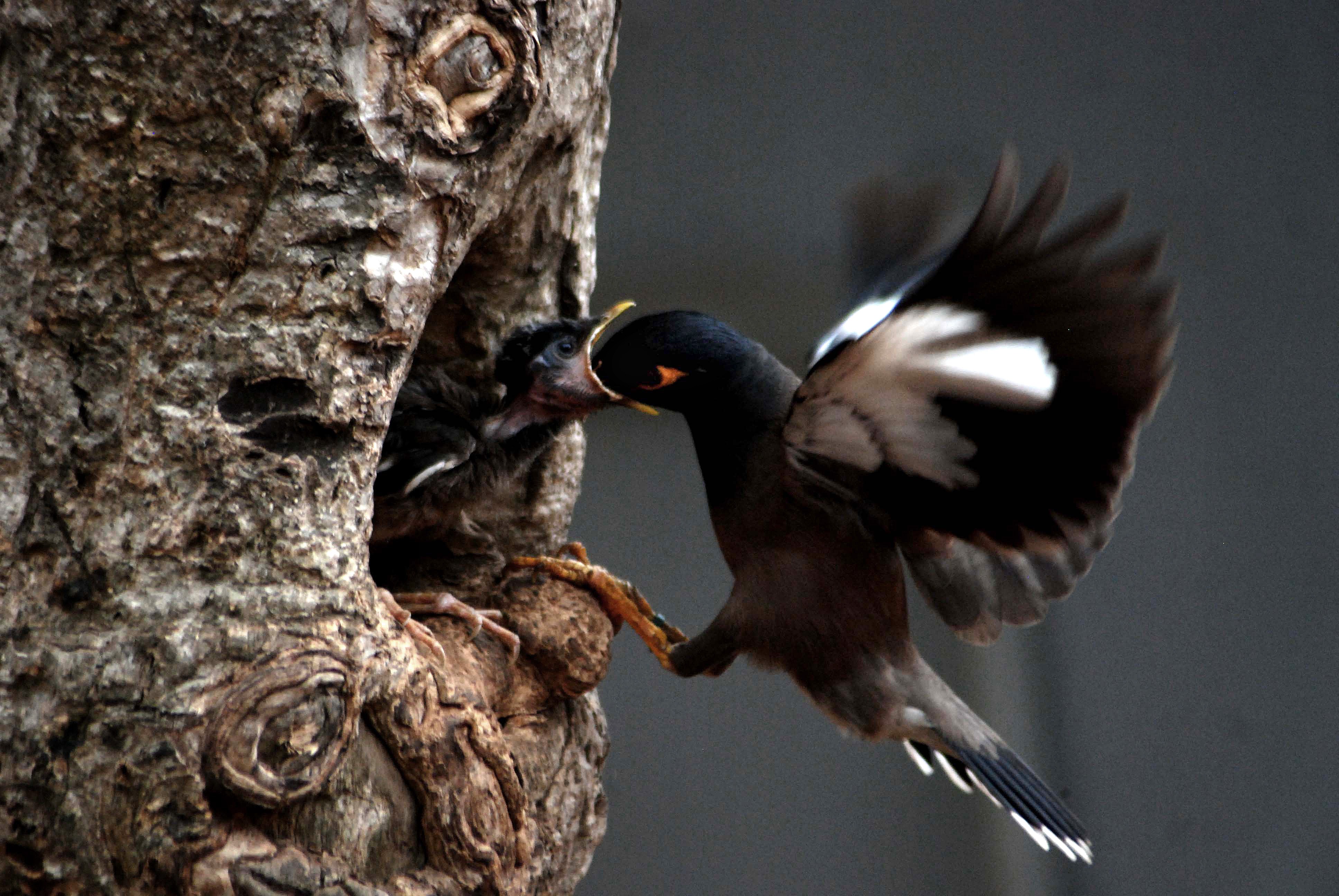 News in Photos: The Birds of Asia | Society for the Protection of ...