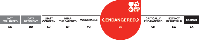 Endangered Species: Lebanon viper (Montivipera bornmuelleri) | Society ...