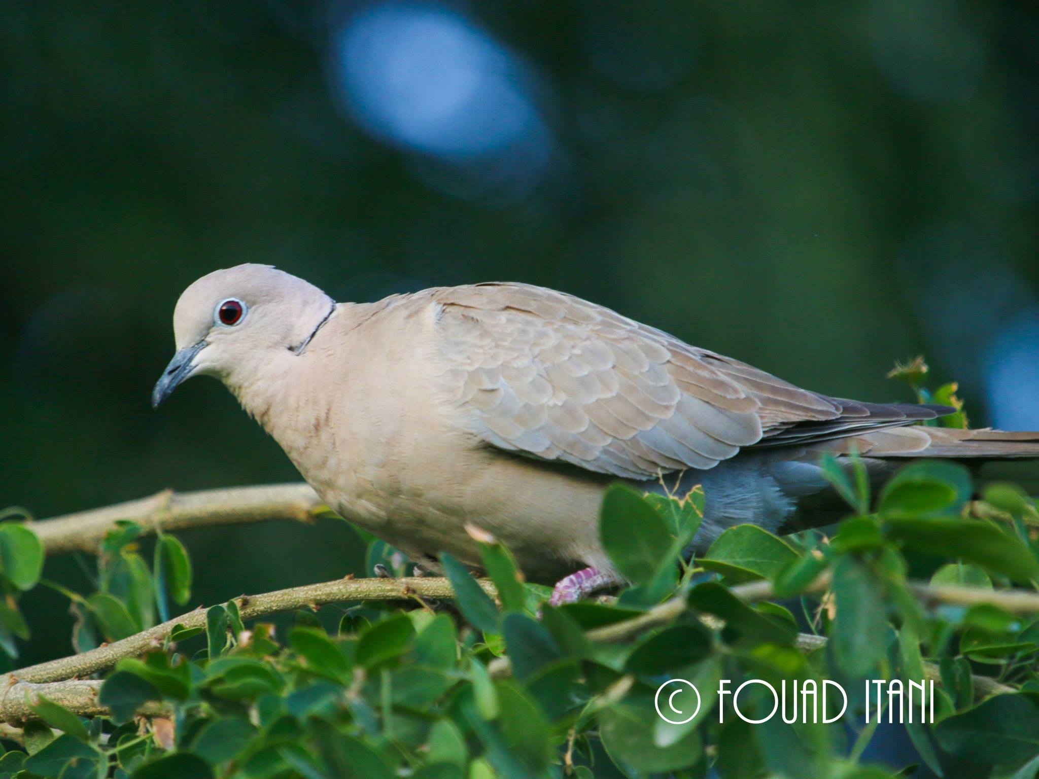 News in Photos: Birds of Lebanon and the Middle East | Society for the ...
