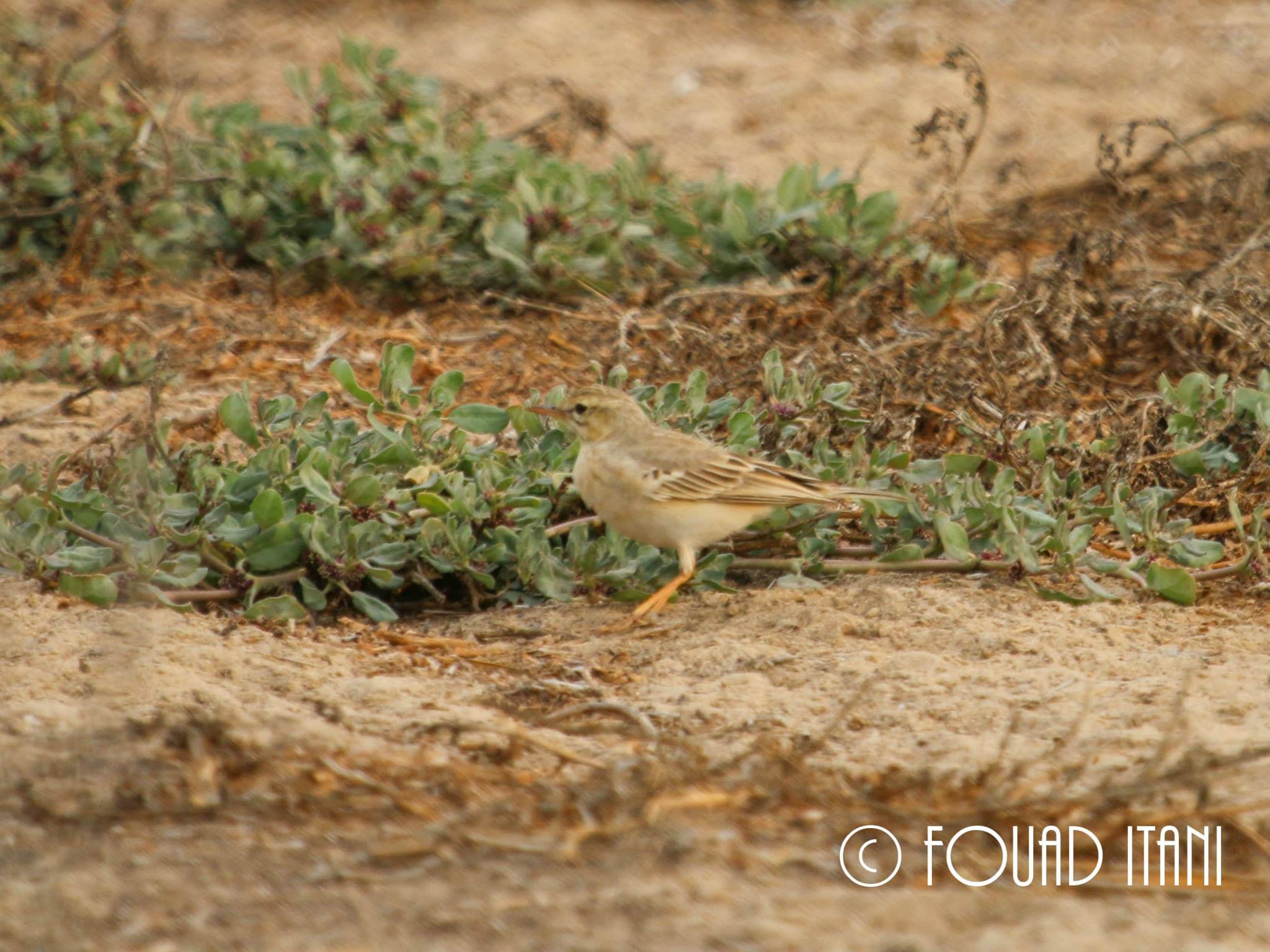 News in Photos: Birds of Lebanon and the Middle East | Society for the ...