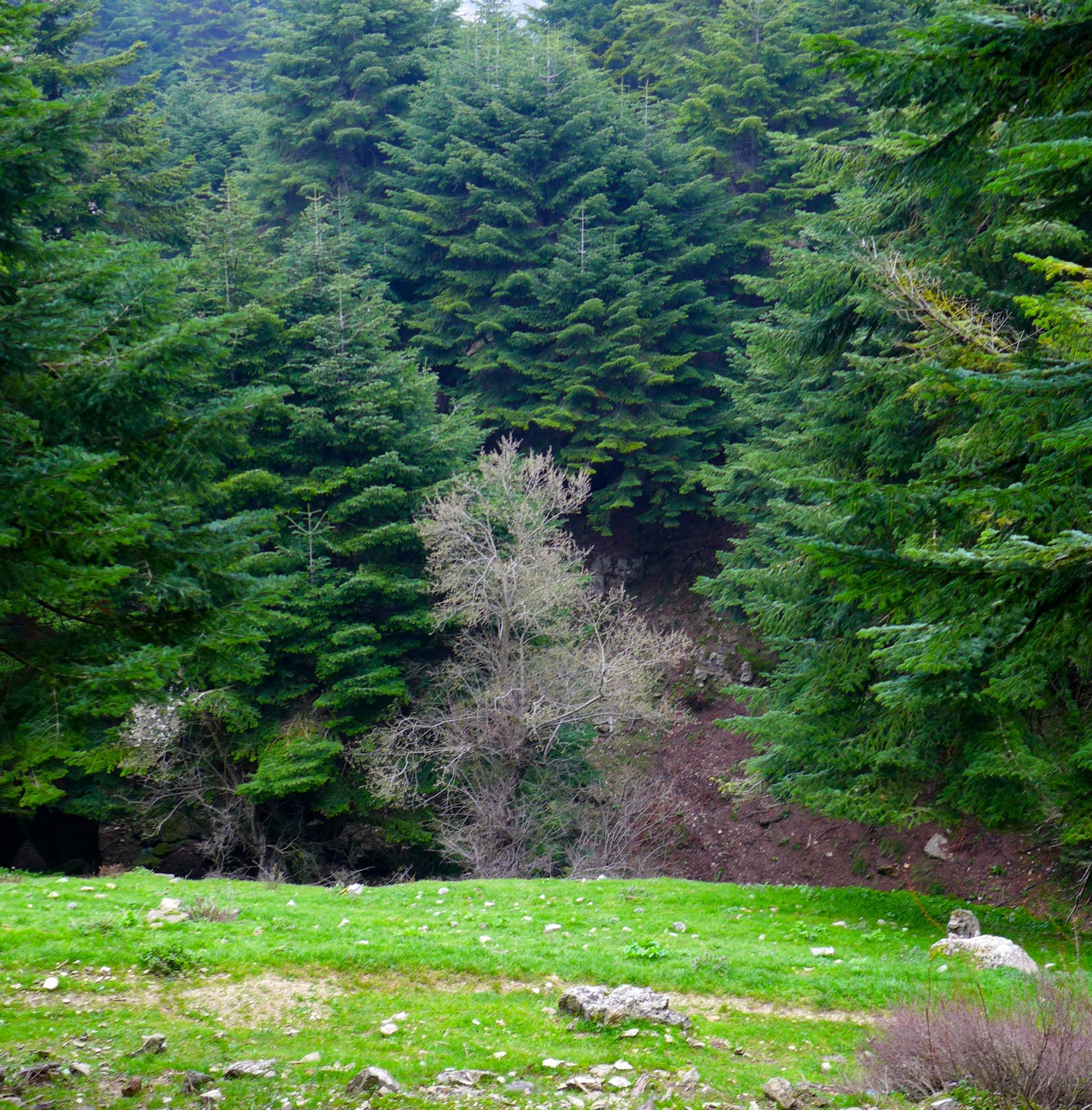 News in Photos: The Pine Forests of Akkar by Antoine Daher | Society ...