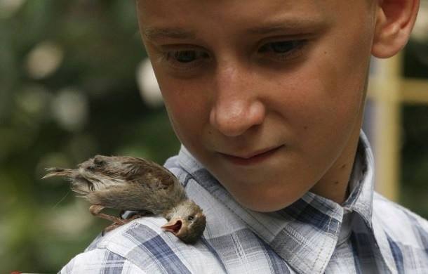 News in Photos: Unusual Friendship Boy And Bird – Society for the ...