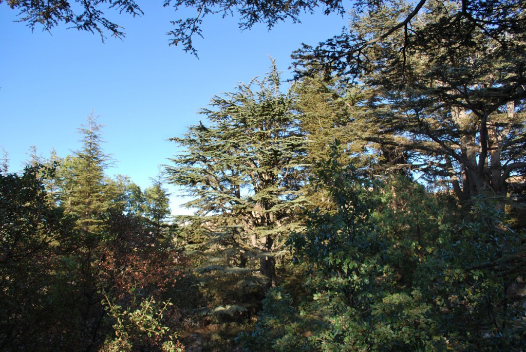 News in Photos: The Evergreen Lebanon’s Forests | Society for the ...