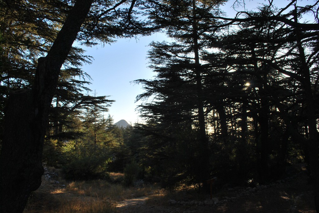 News in Photos: The Evergreen Lebanon’s Forests | Society for the ...