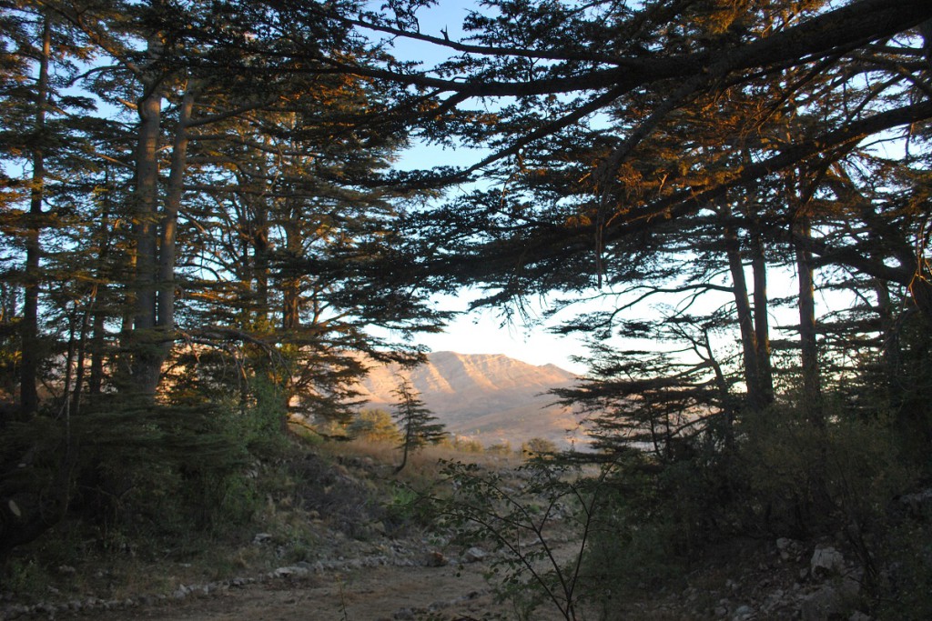 News in Photos: The Evergreen Lebanon’s Forests | Society for the ...