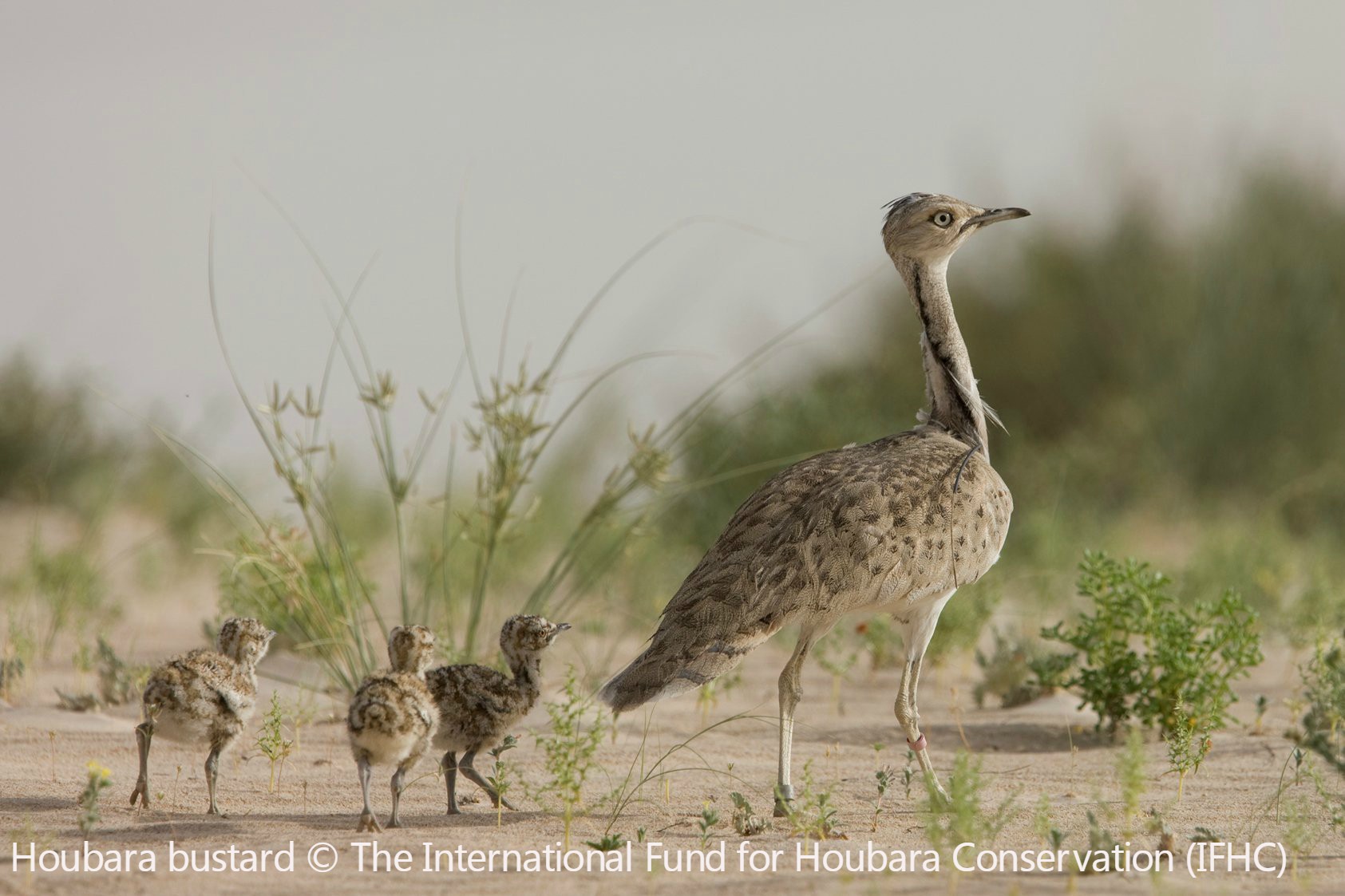 Houbara Bustard nest discovered in Jordan | Society for the Protection ...