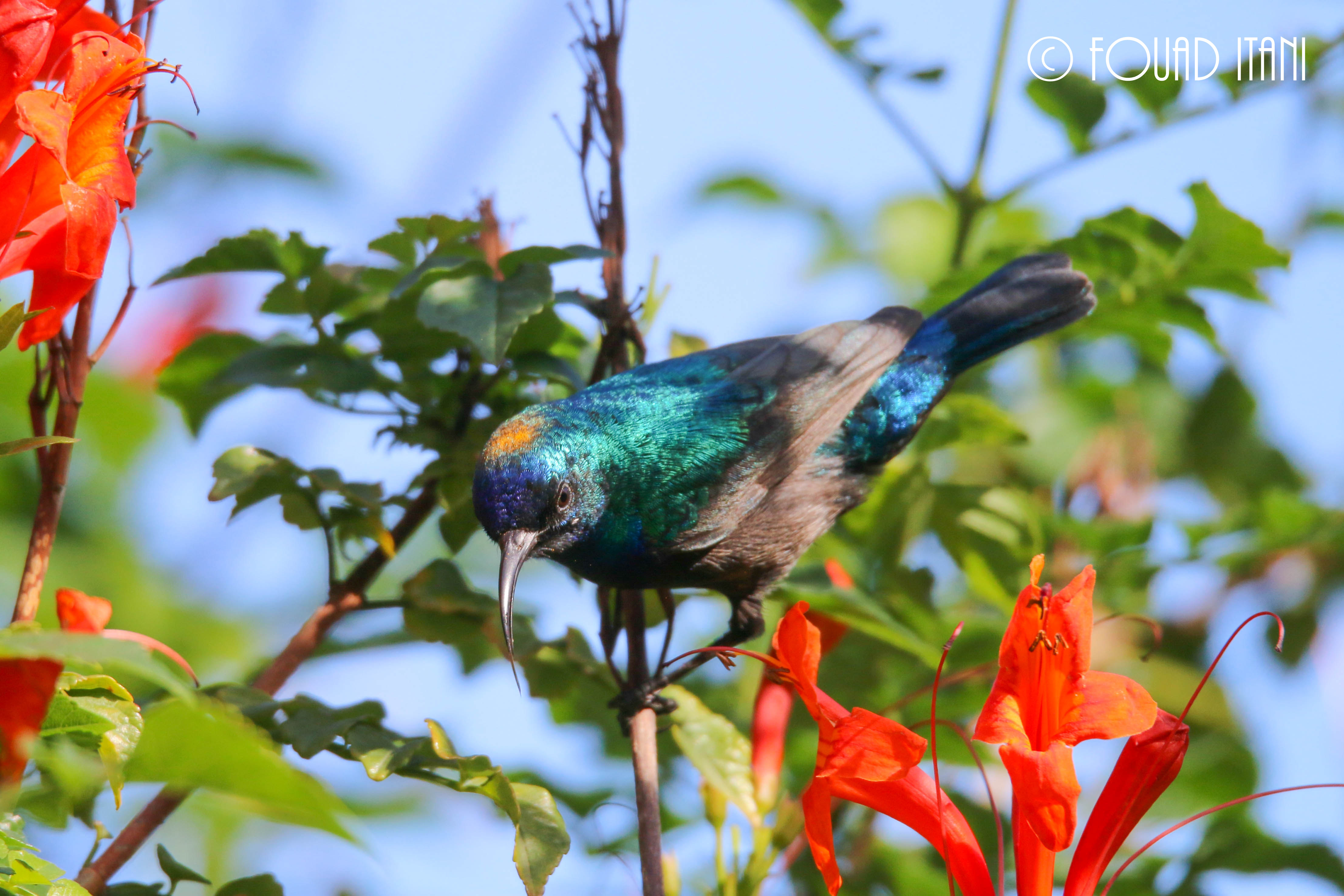 The Palestine sunbird (Cinnyris osea) | Society for the Protection of ...
