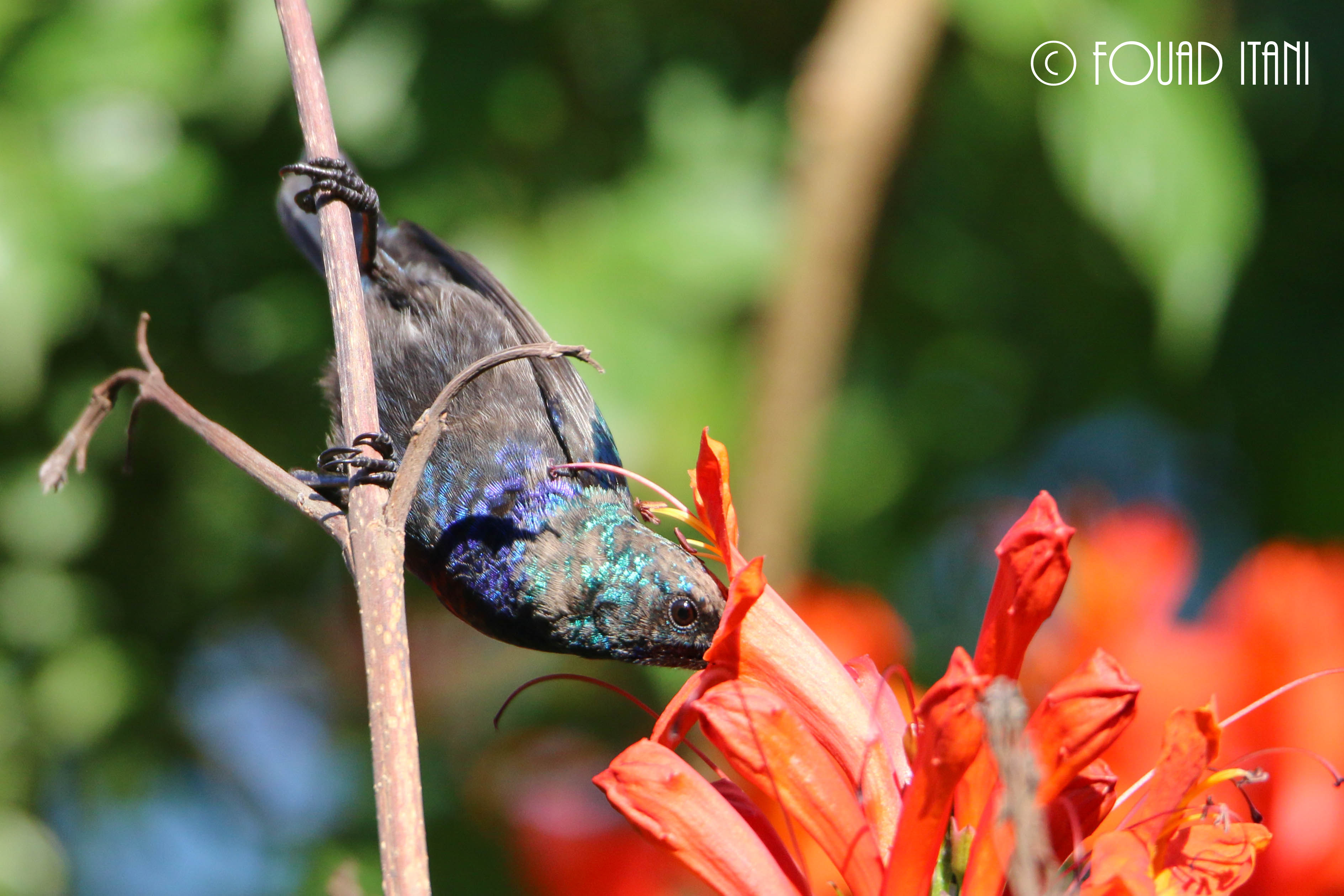 The Palestine sunbird (Cinnyris osea) | Society for the Protection of ...