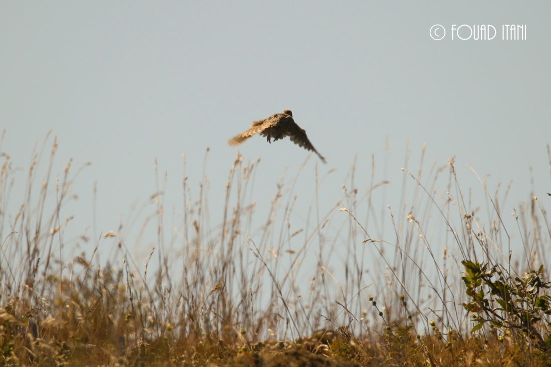 The Chukar Partridge (Alectoris chukar) | Society for the Protection of ...