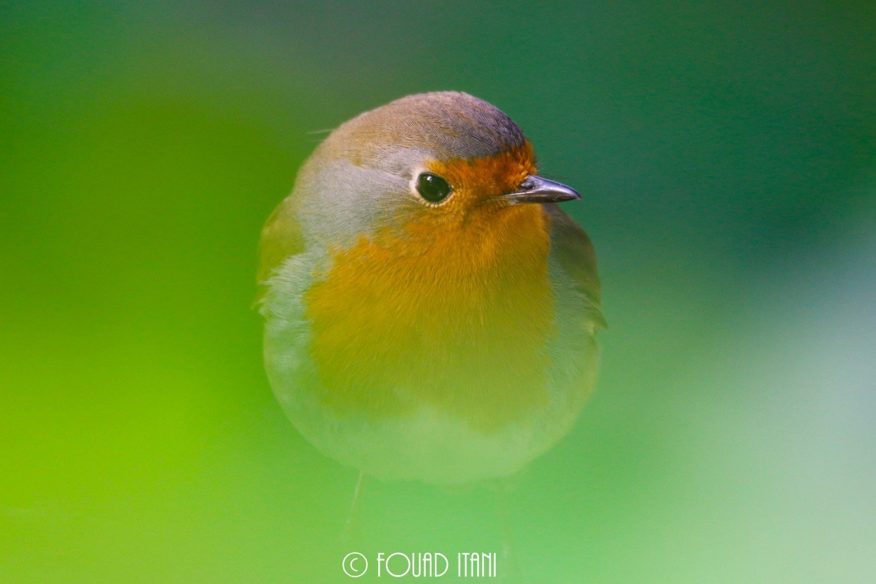 The European robin (Erithacus rubecula) | Society for the Protection of ...