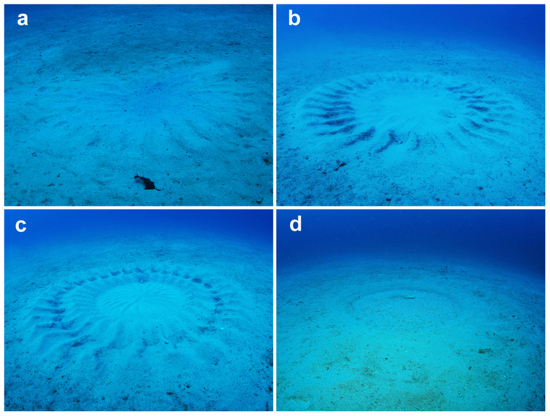 Pufferfish Love Explains Mysterious Underwater Circles | Society for ...