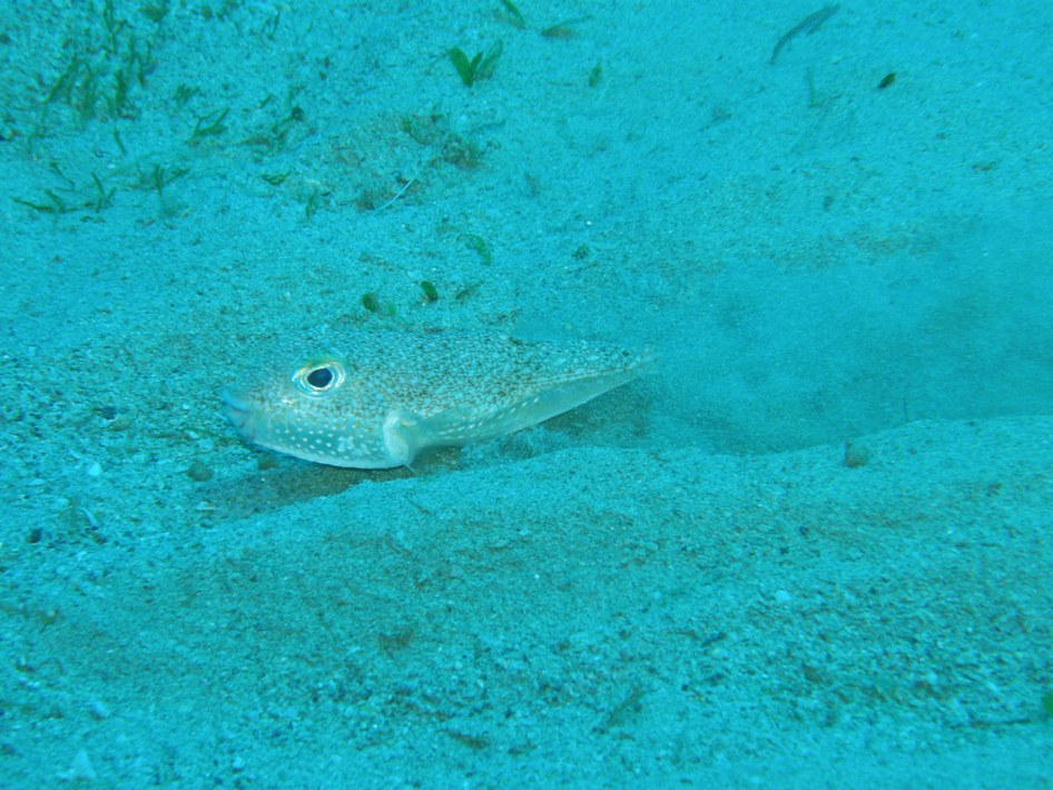 Pufferfish Love Explains Mysterious Underwater Circles | Society for ...