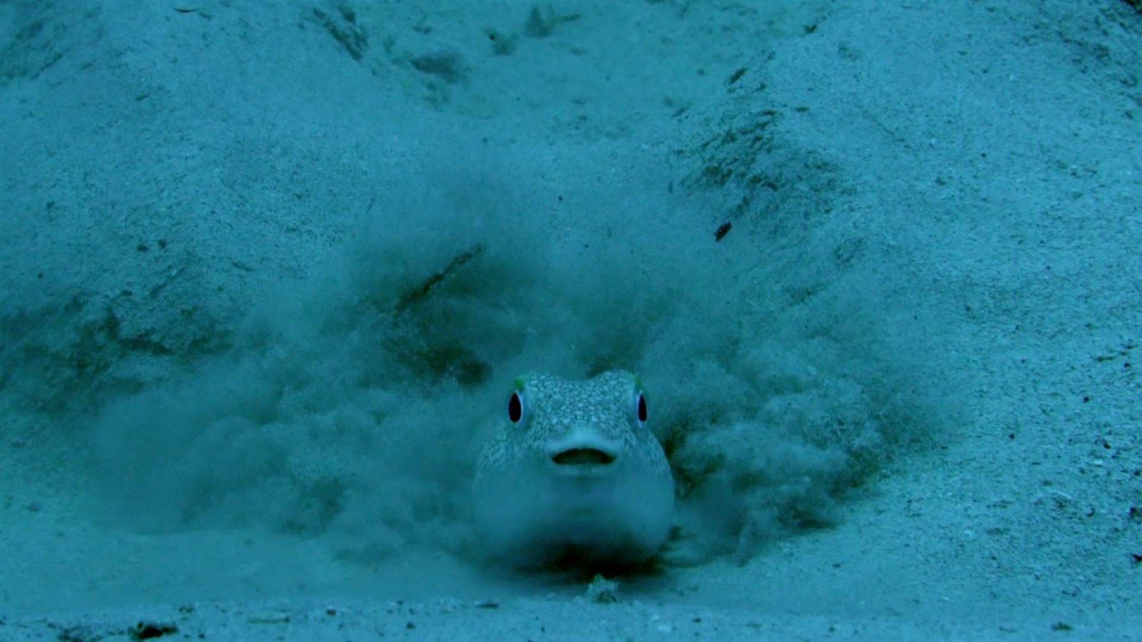 Pufferfish Love Explains Mysterious Underwater Circles | Society for ...