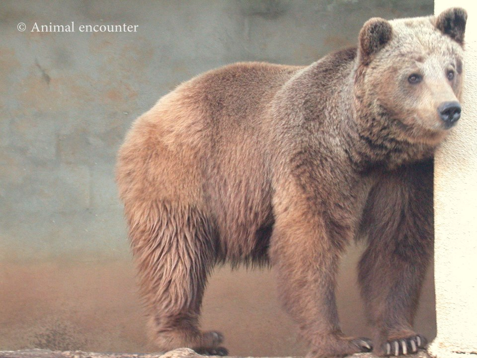 The reappearance of the Syrian Brown Bear in Lebanon | Society for the ...