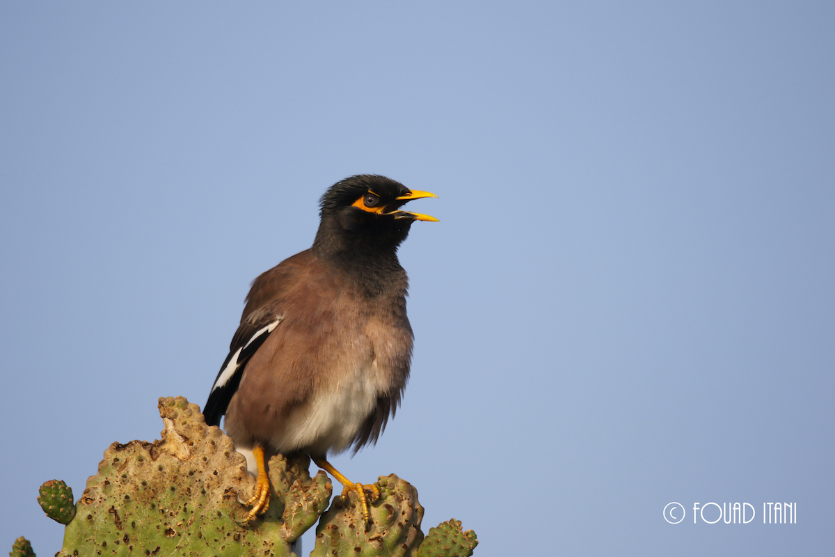 News in Photos: The common myna is a threat to native birds | Society ...