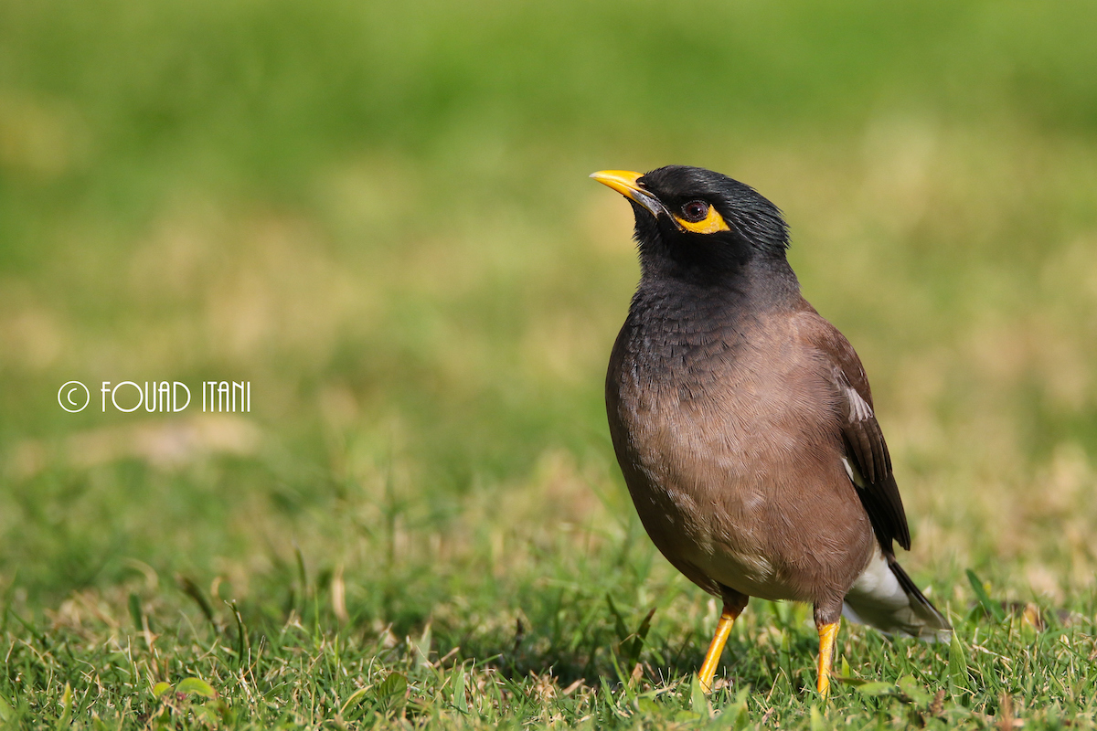 News in Photos: The common myna is a threat to native birds | Society ...