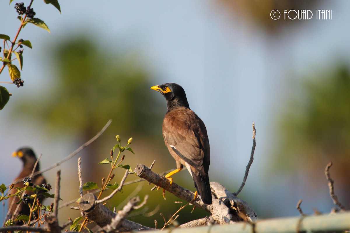The Rise of Exotic Birds in Lebanon’s Littoral Zone | Society for the ...