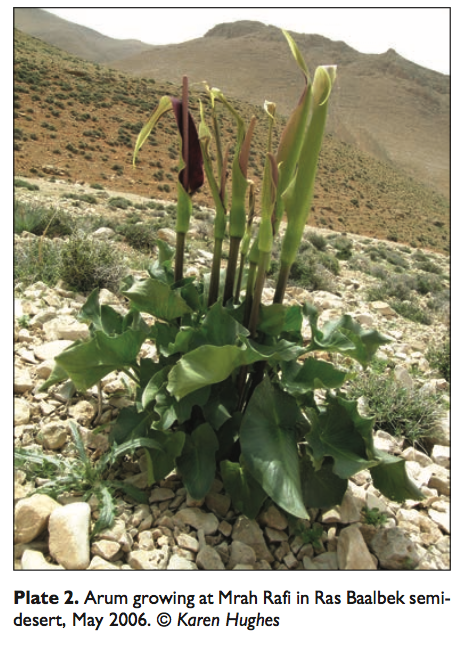 The Ras Baalbek semi-desert: Lebanon’s aridland area and its birds ...