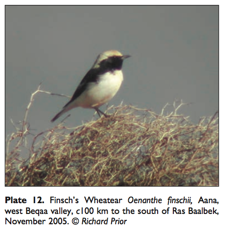 The Ras Baalbek semi-desert: Lebanon’s aridland area and its birds ...