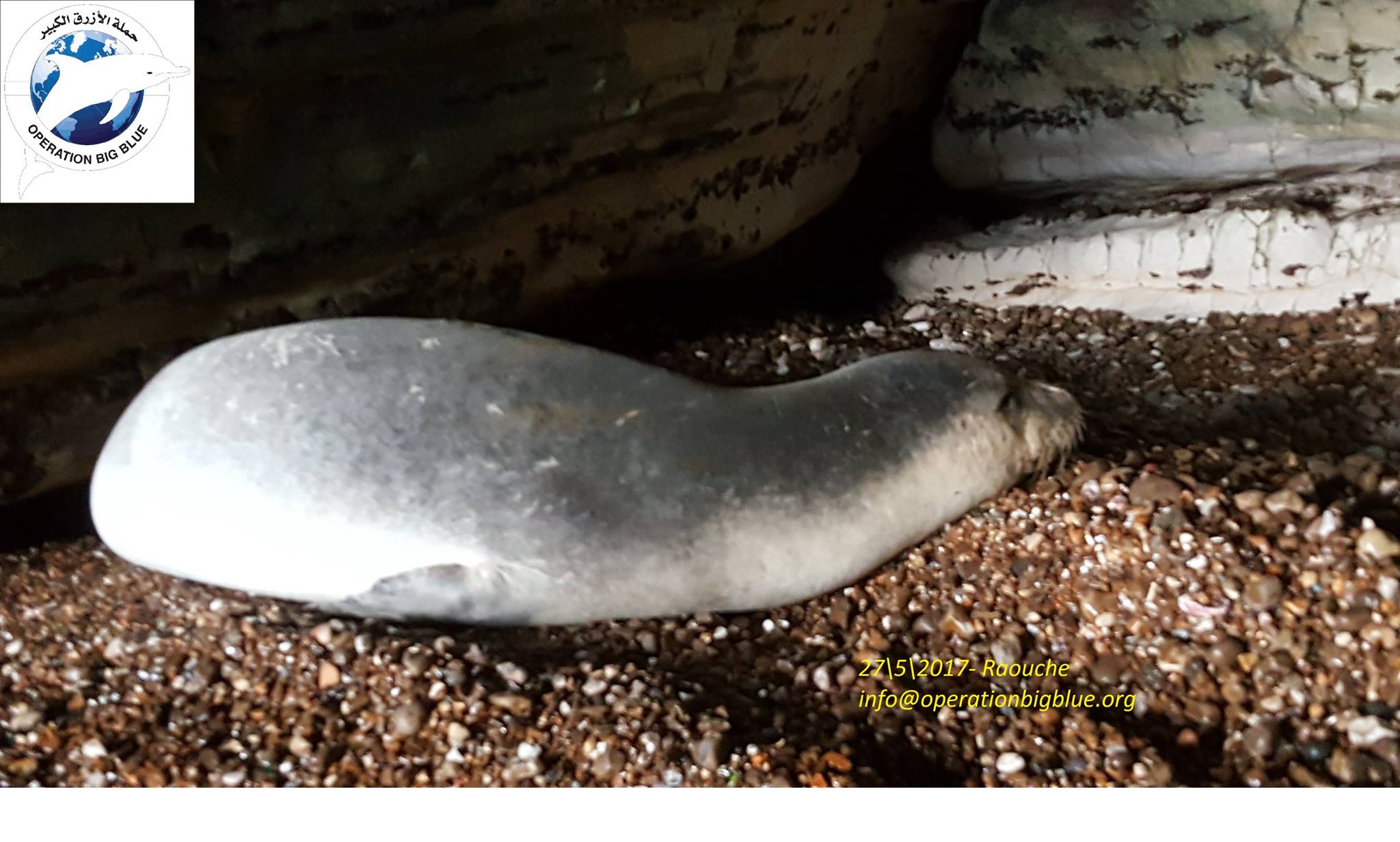 Rare monk seal found in Raouche | Society for the Protection of Nature ...