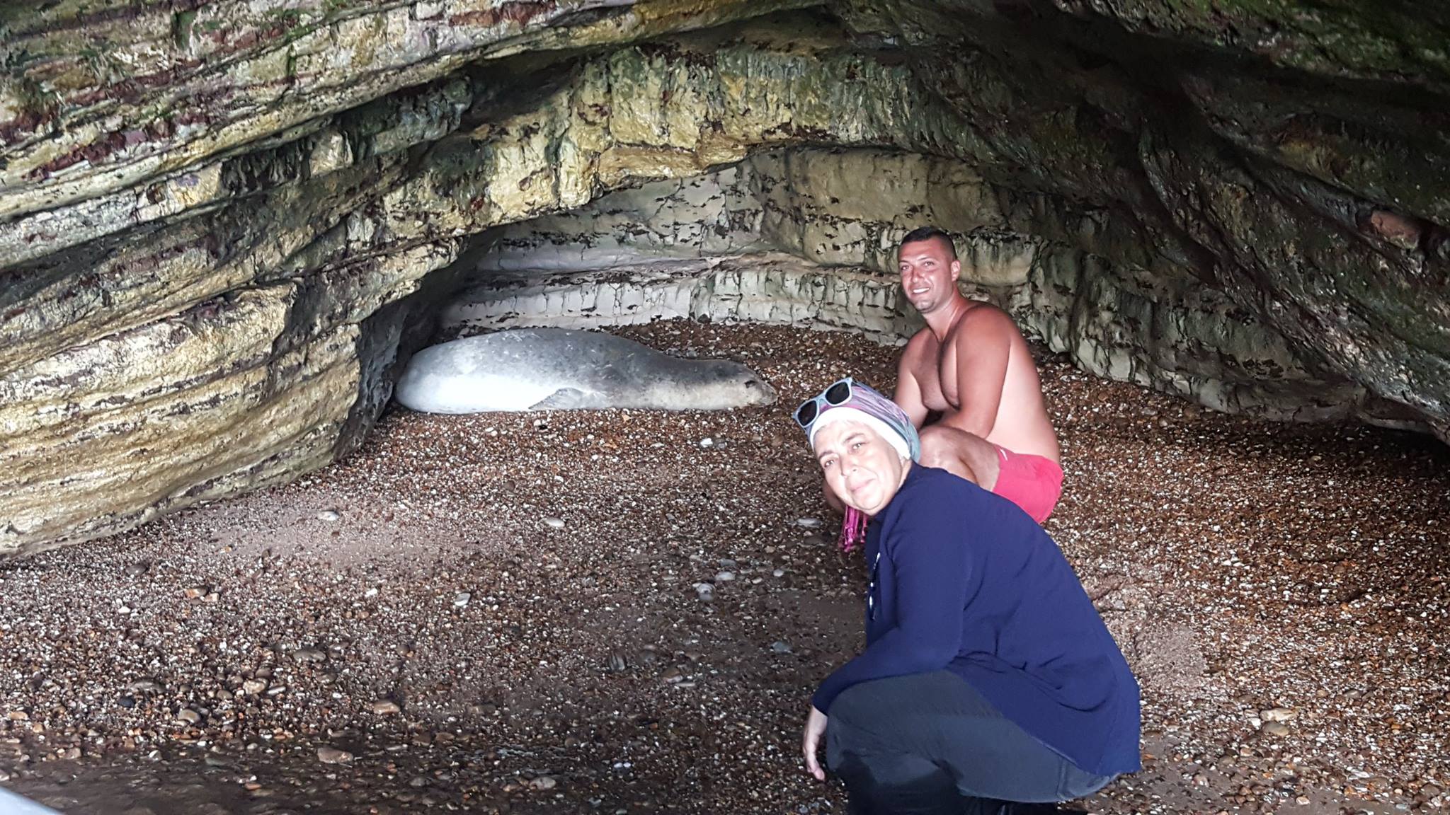 Rare monk seal found in Raouche | Society for the Protection of Nature ...