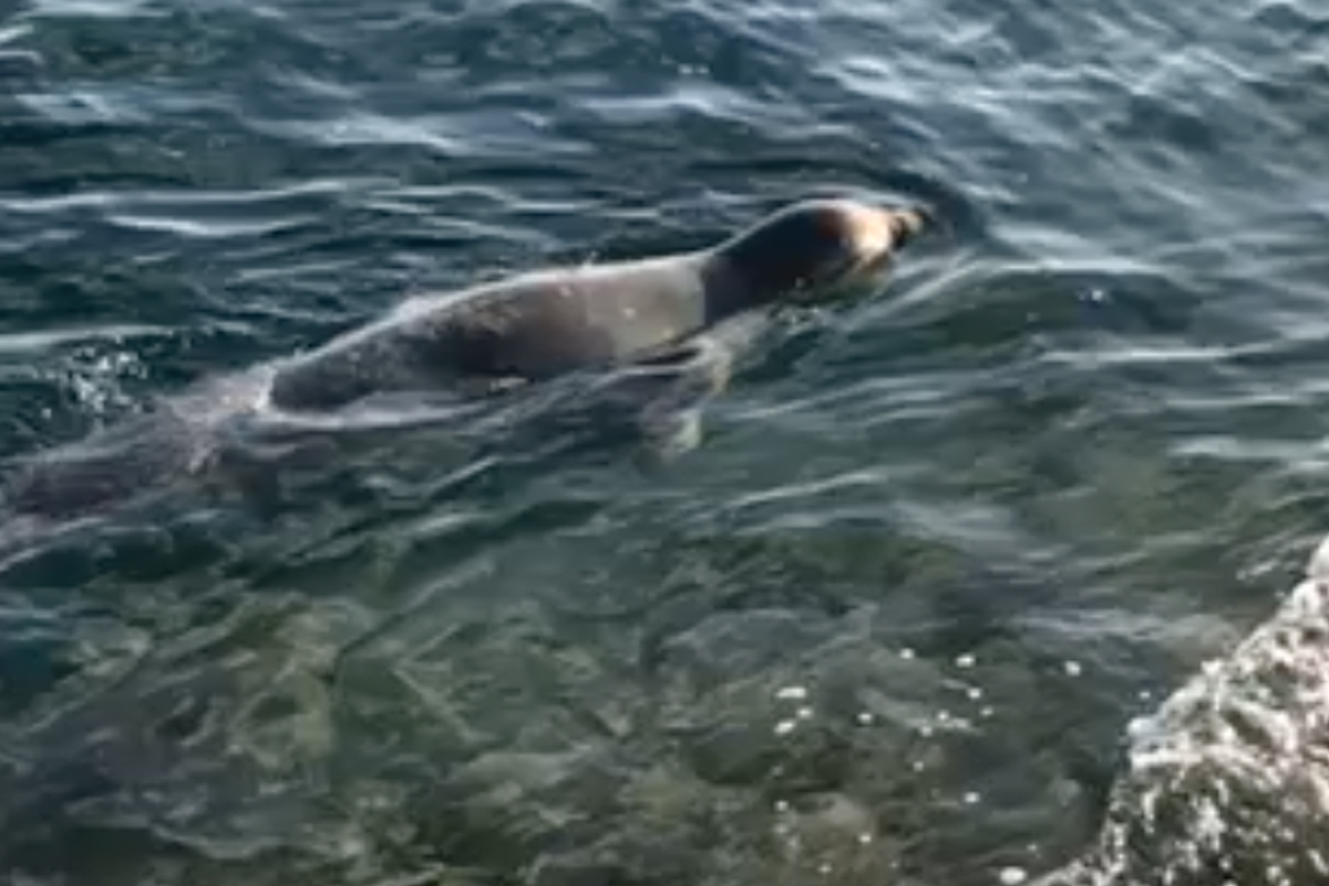 Raouche rare “monk seal” sighting at "Sporting Beach Club" | Society ...