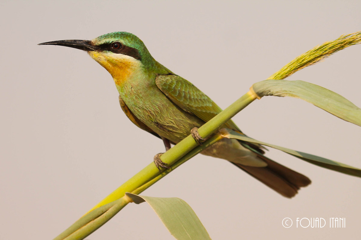 The Blue-cheeked Bee-eater (Merops persicus) | Society for the ...