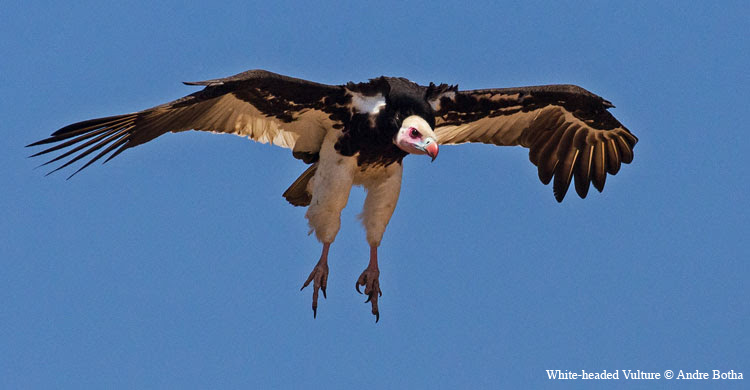 Action to save vultures will protect human health, say experts ...