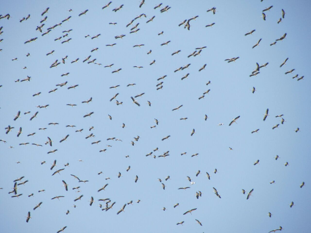 Hima Kayfoun | Society for the Protection of Nature in Lebanon