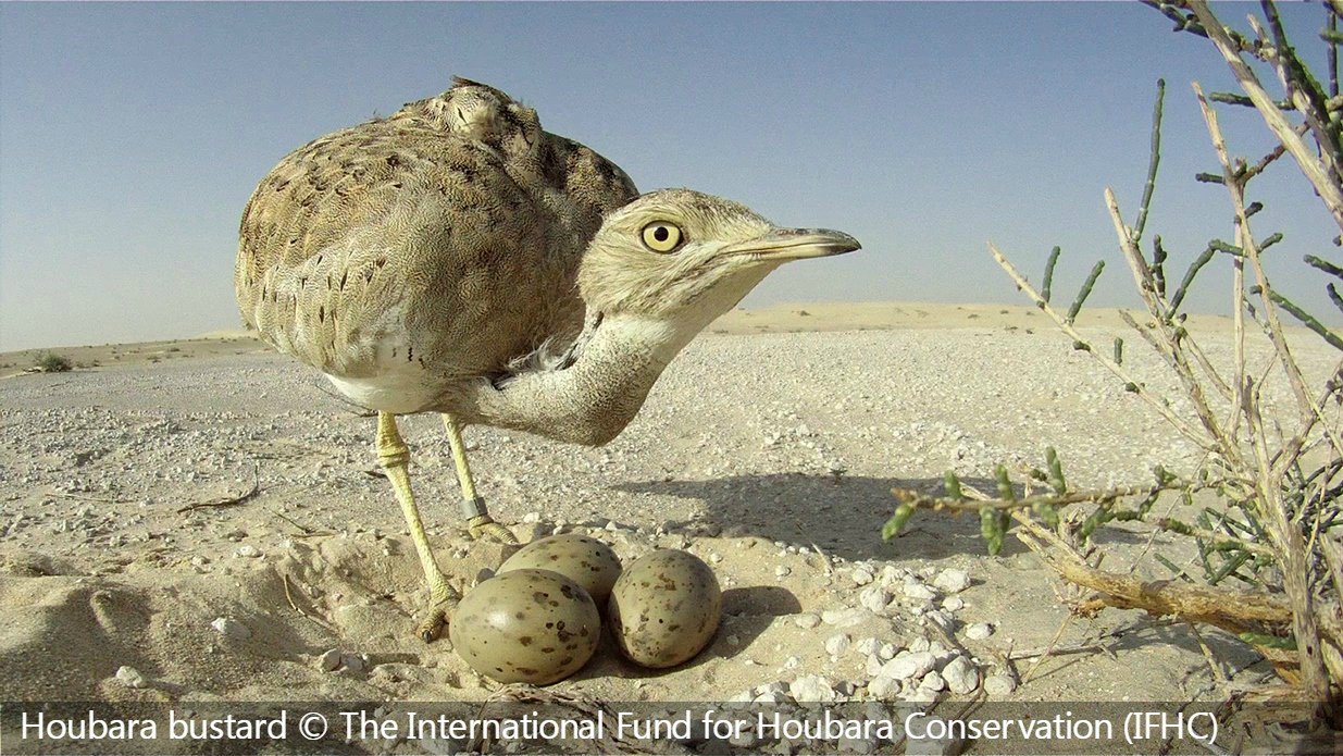 The houbara "an iconic species," conservationists told | Society for ...