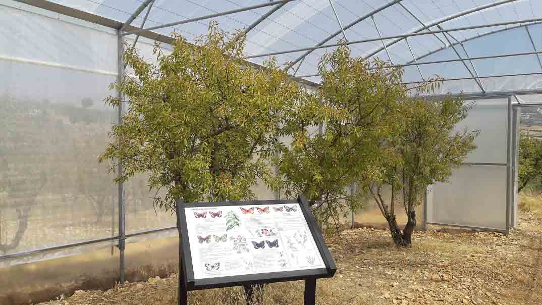 Plain Tiger Butterfly at SPNL's HHI Park Butterfly Garden and Pavilion ...