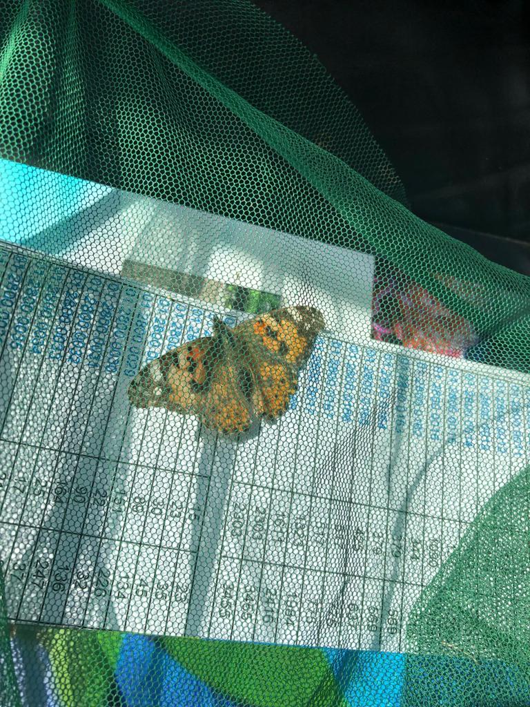 Butterflies migration were spotted at Hima Kayfoun and Ouzai | Society ...