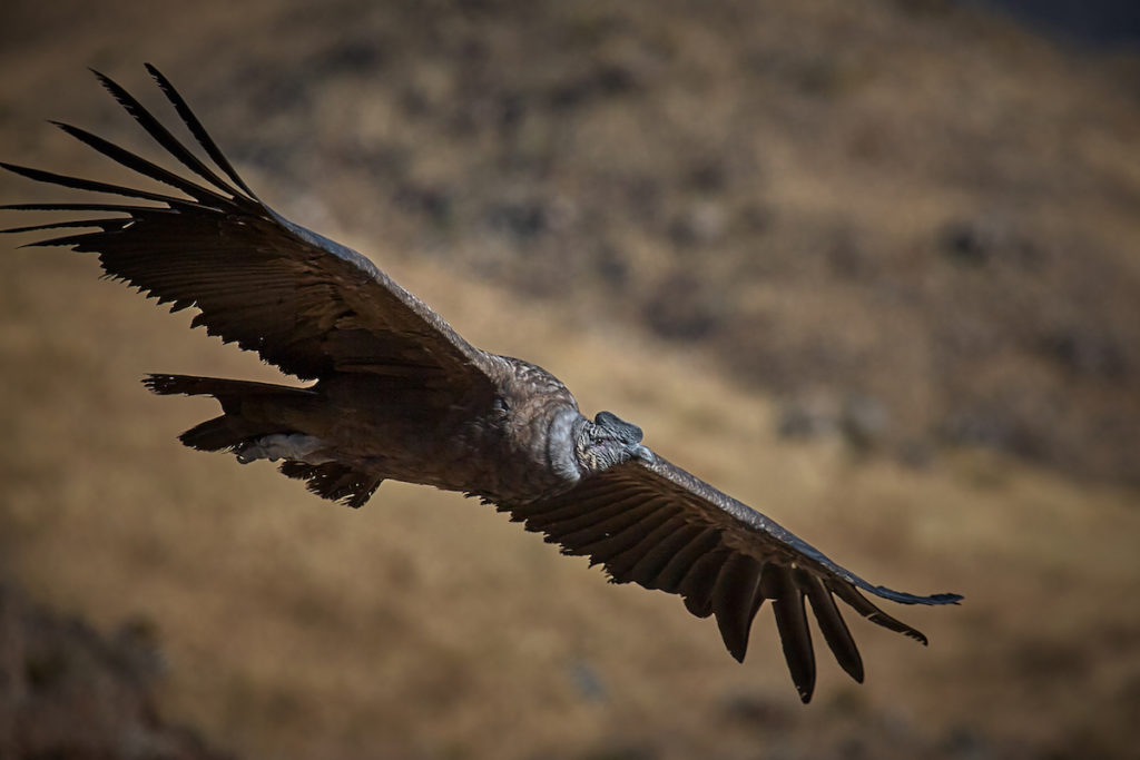 Releasing a healed condor | Society for the Protection of Nature in Lebanon