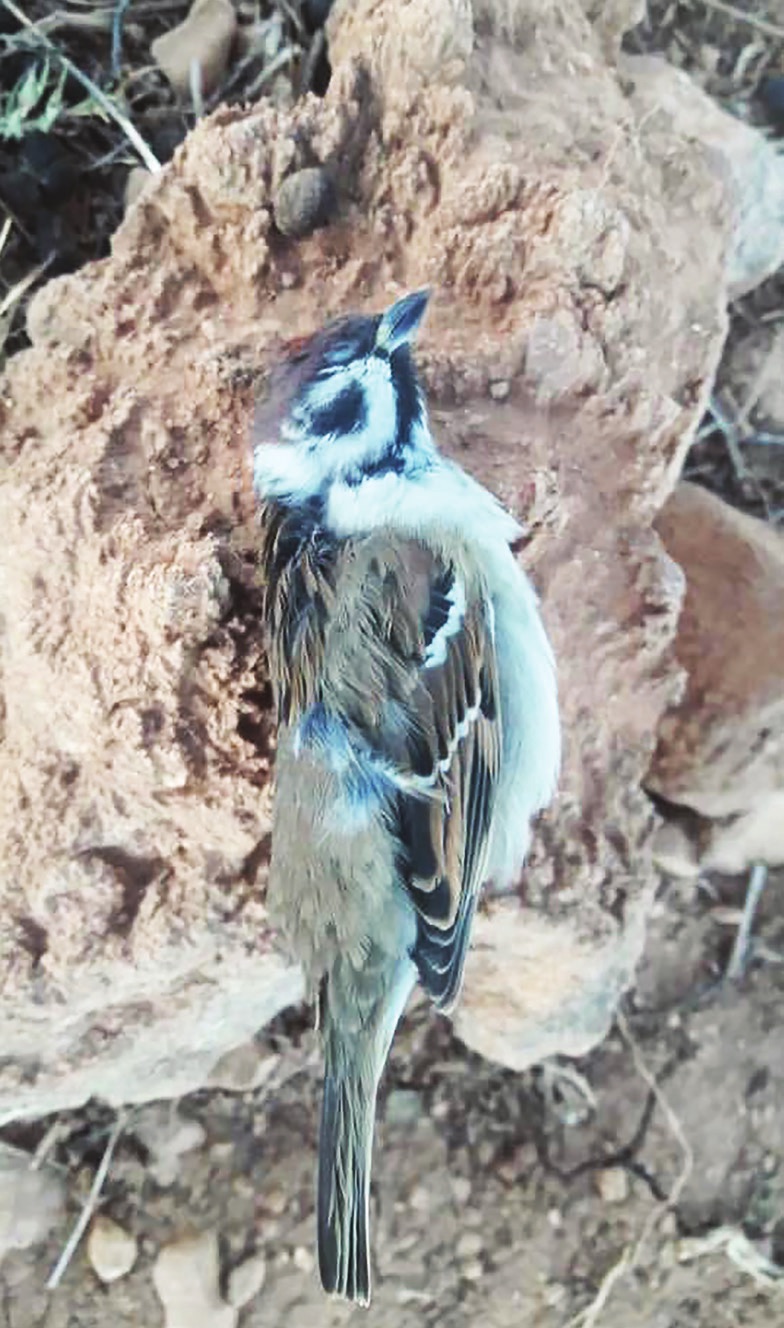 First confirmed breeding of two bird species and other interesting ...