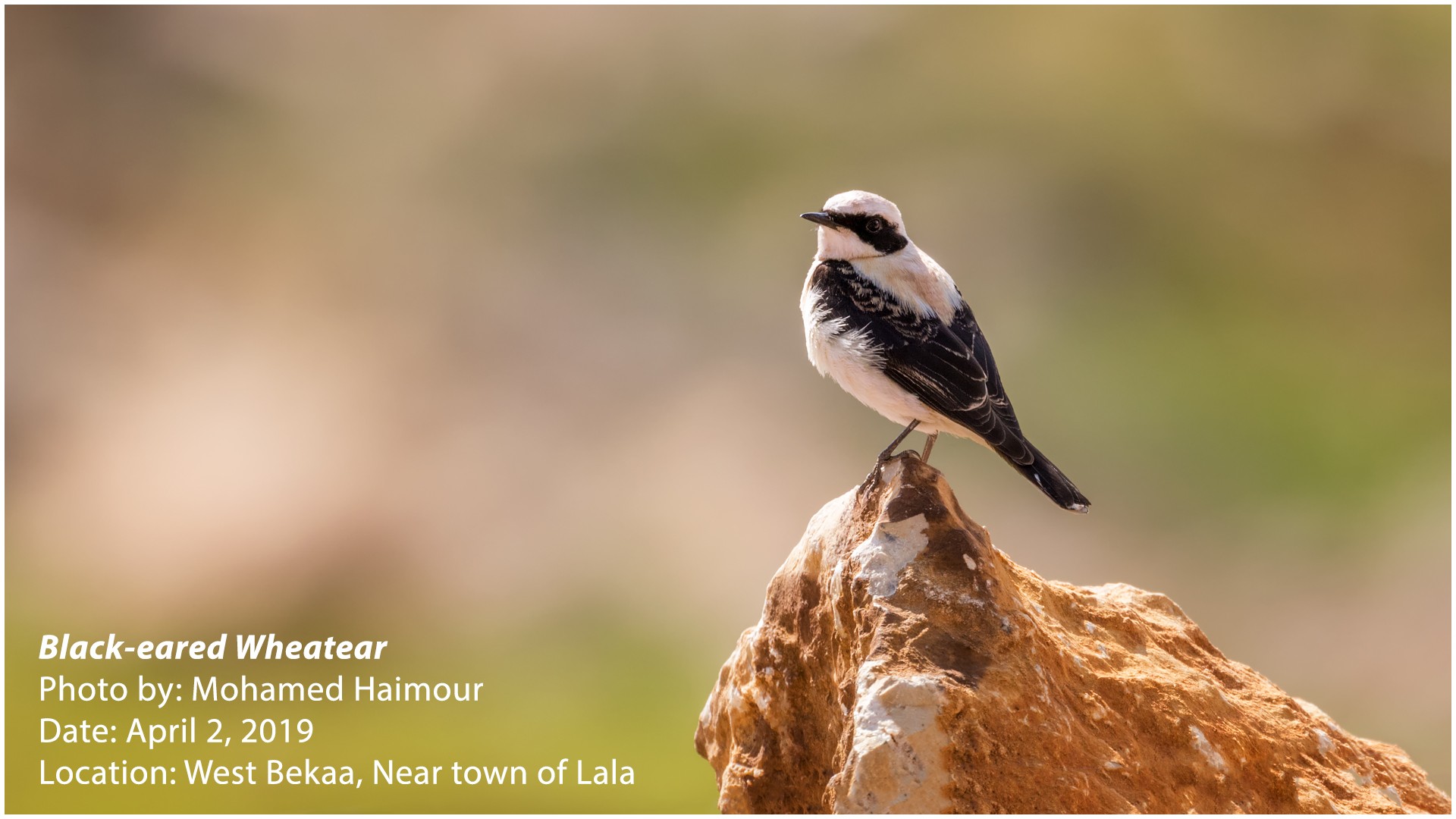 Lebanese Birds Captured In Ways You’ve Never Seen Before | Society for ...